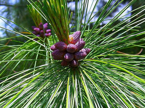 Pinus gerardiana - Chilghoza Pine